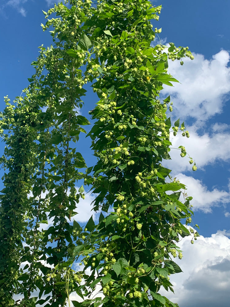 Happy Hops Farm — Farm Grown Hop Tea and Natural Hop Skincare